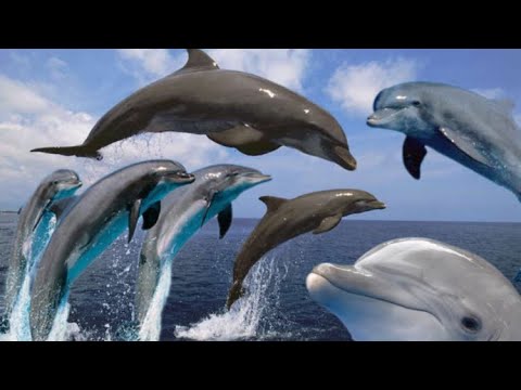 DOLPHİN DOCUMENTARY🐬 - YouTube
