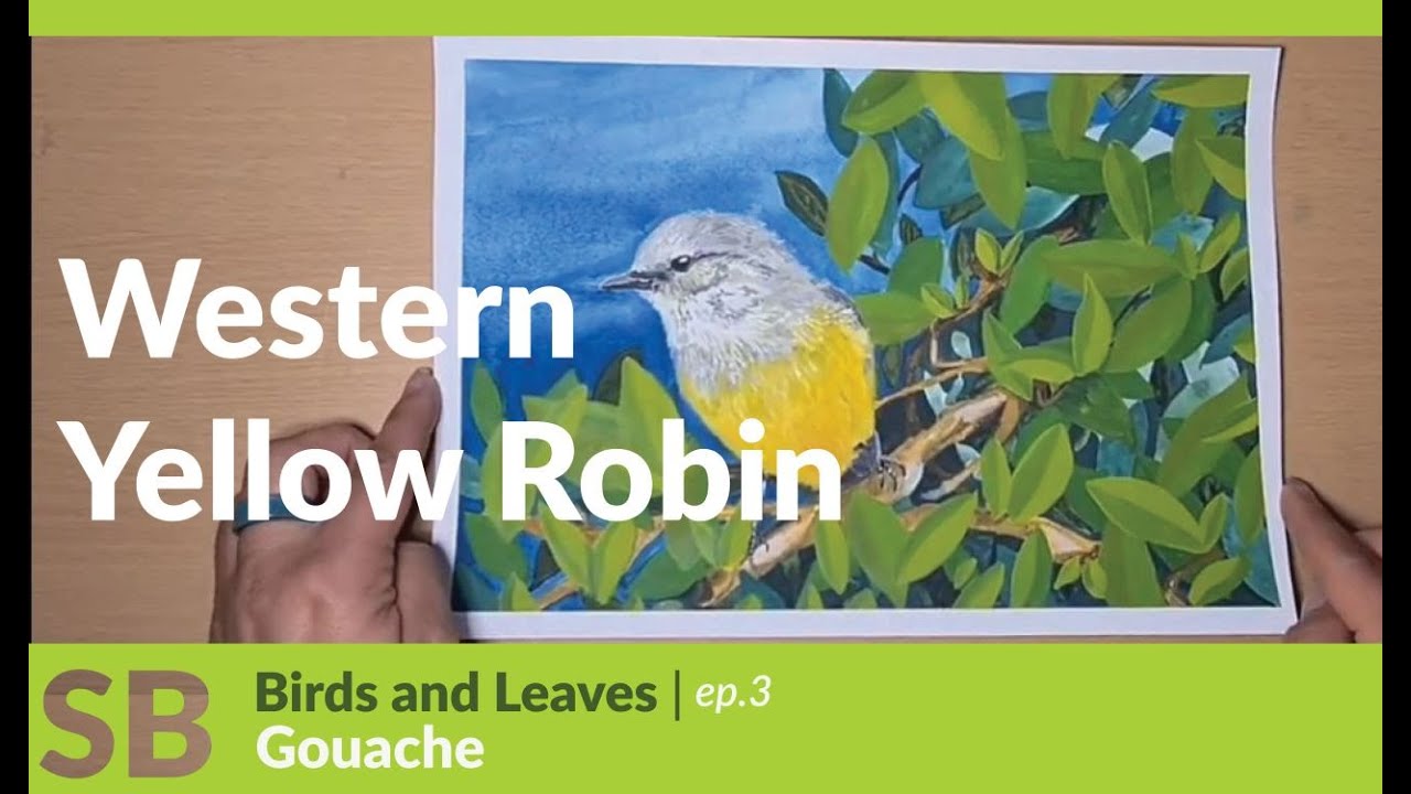 Western Yellow Robin - Birds and Leaves series n3 - YouTube