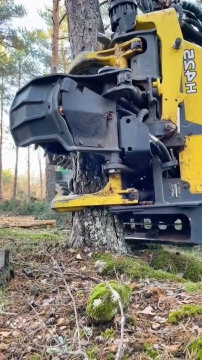 Tree cutting and timber processing. #trees #harvesting - YouTube