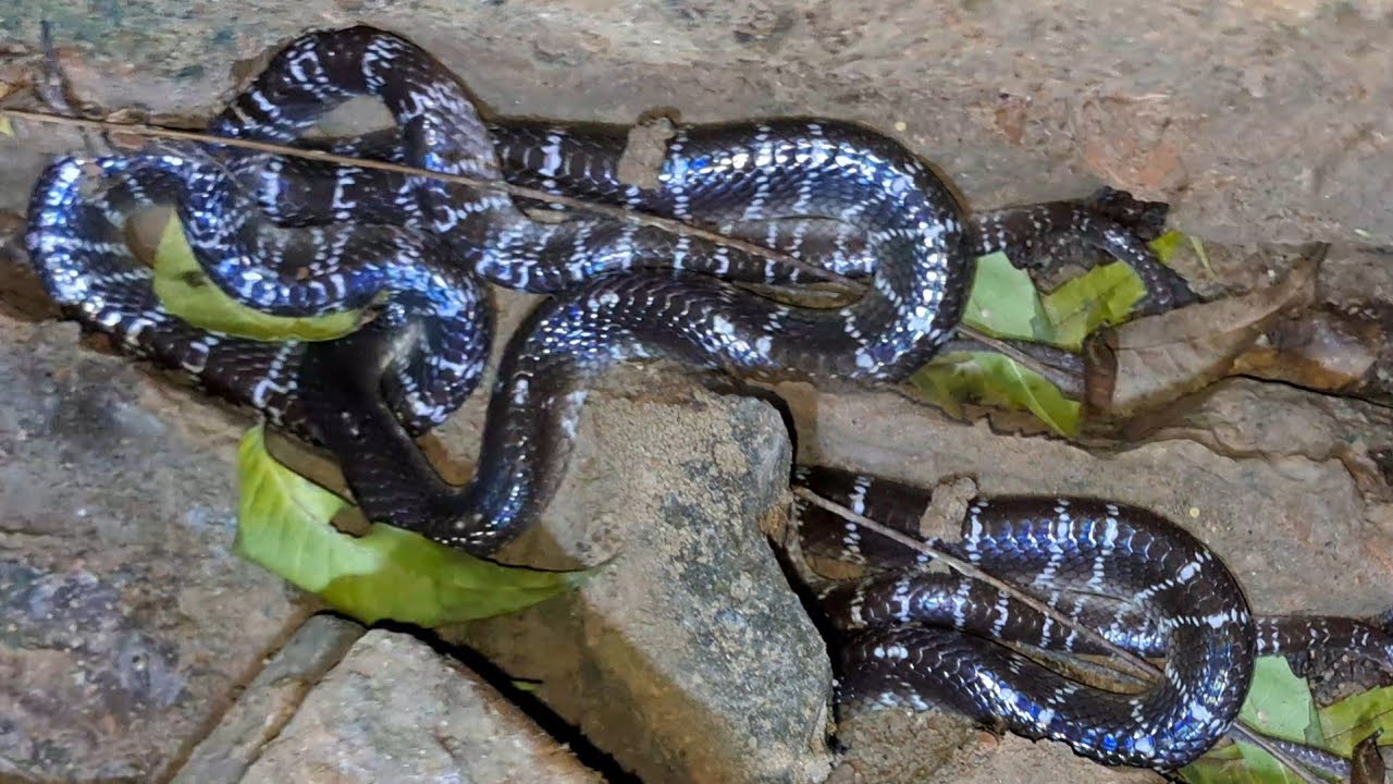 इस सांप से रहे सावधान ?? नहीं तो हो जाएंगे मौत का शिकार snake rescue ...
