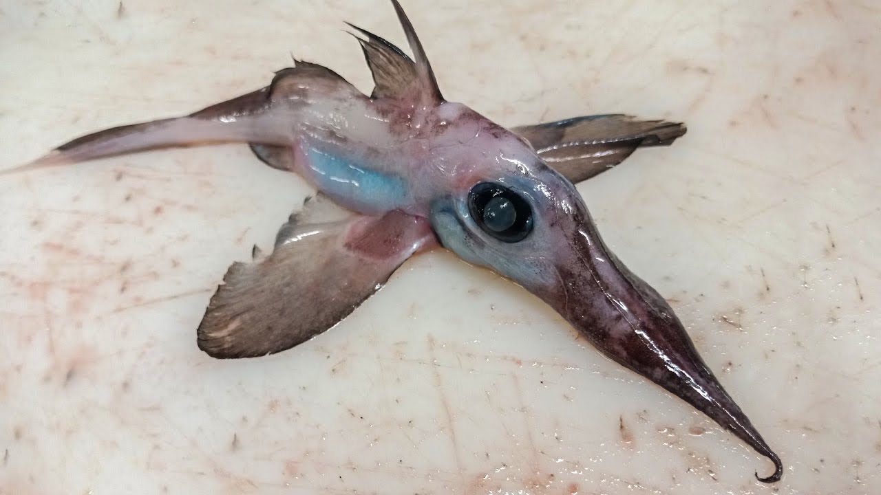 Strangest Deep Sea Creatures Ever Discovered - YouTube