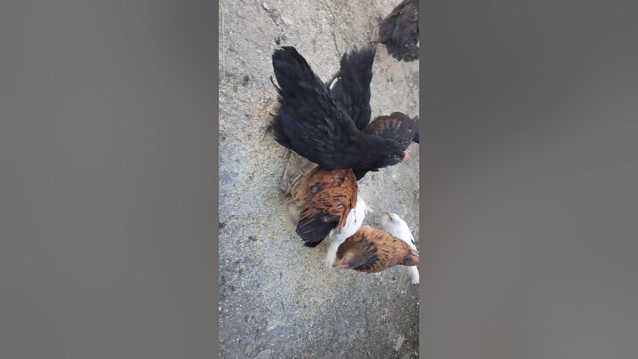 pui australorp. - YouTube