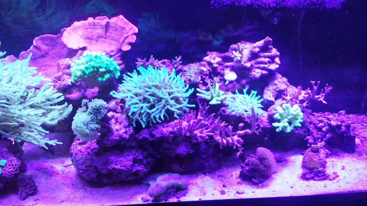 75 gallon reef tank - YouTube