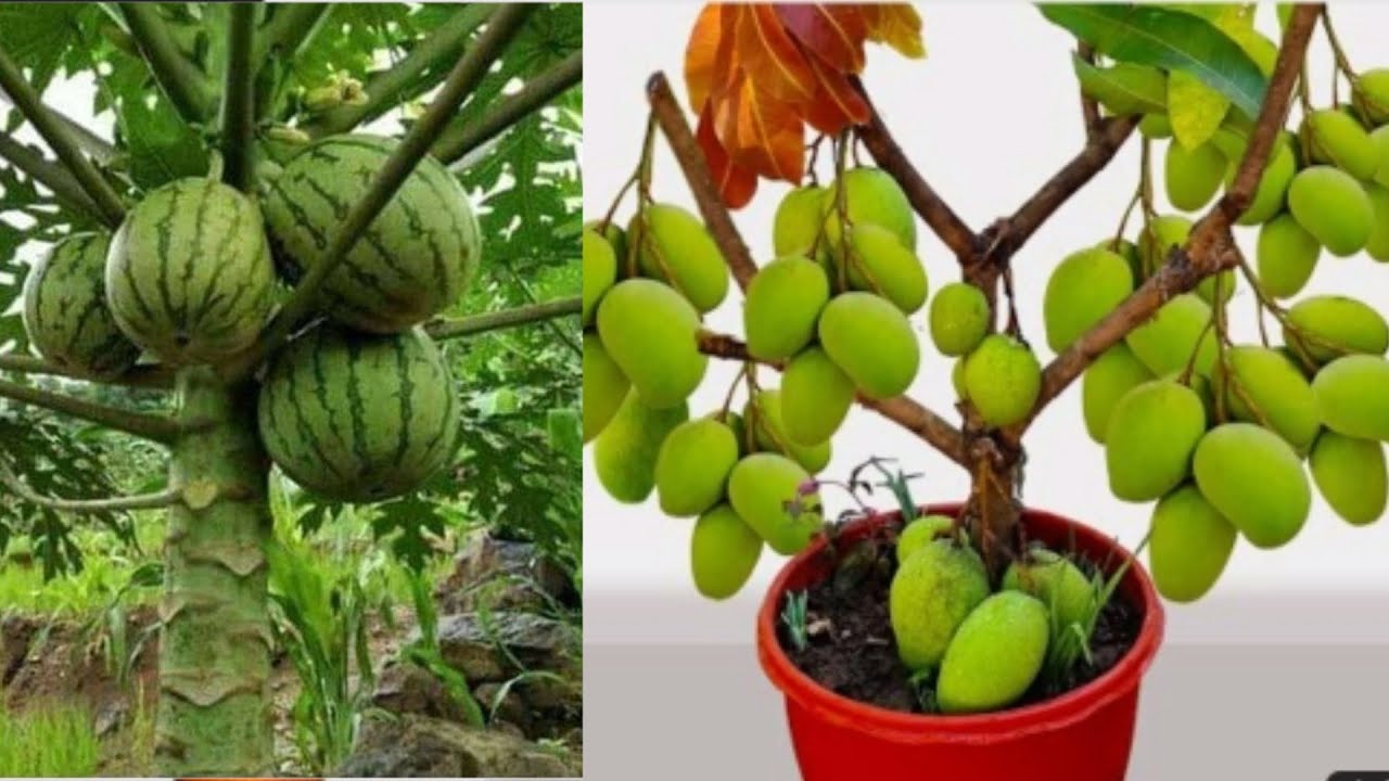 Best Method Mango Tree Grow In Watermelon Fruit - YouTube
