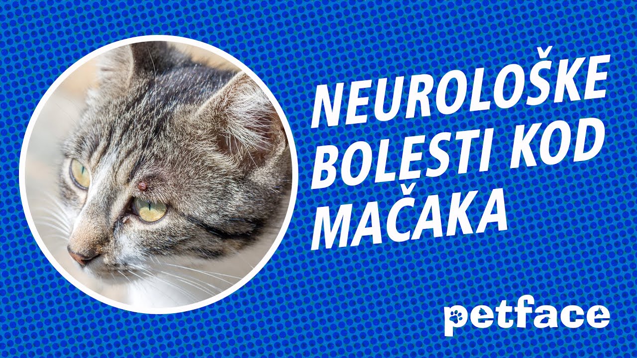 NEUROLOSKE BOLESTI MACAKA - YouTube