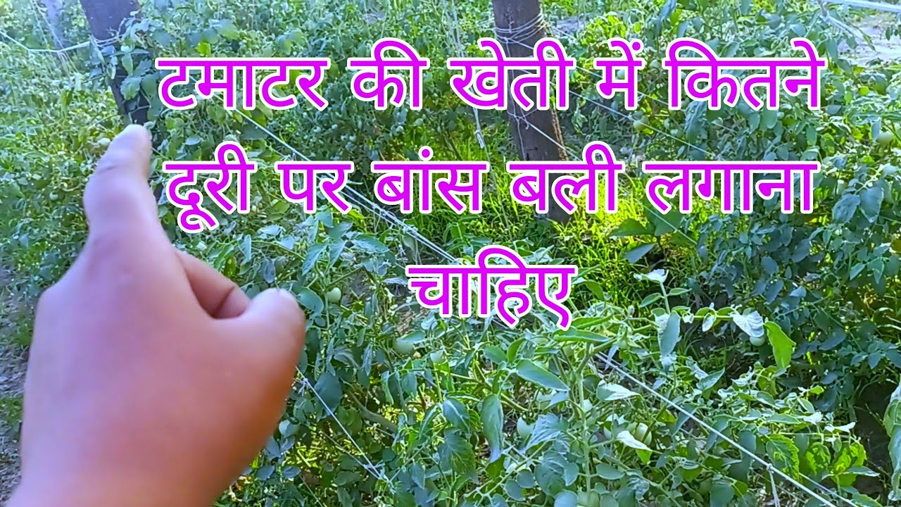 tamatar ki kheti mein kitne duri per bans Balli lagana chahie - YouTube