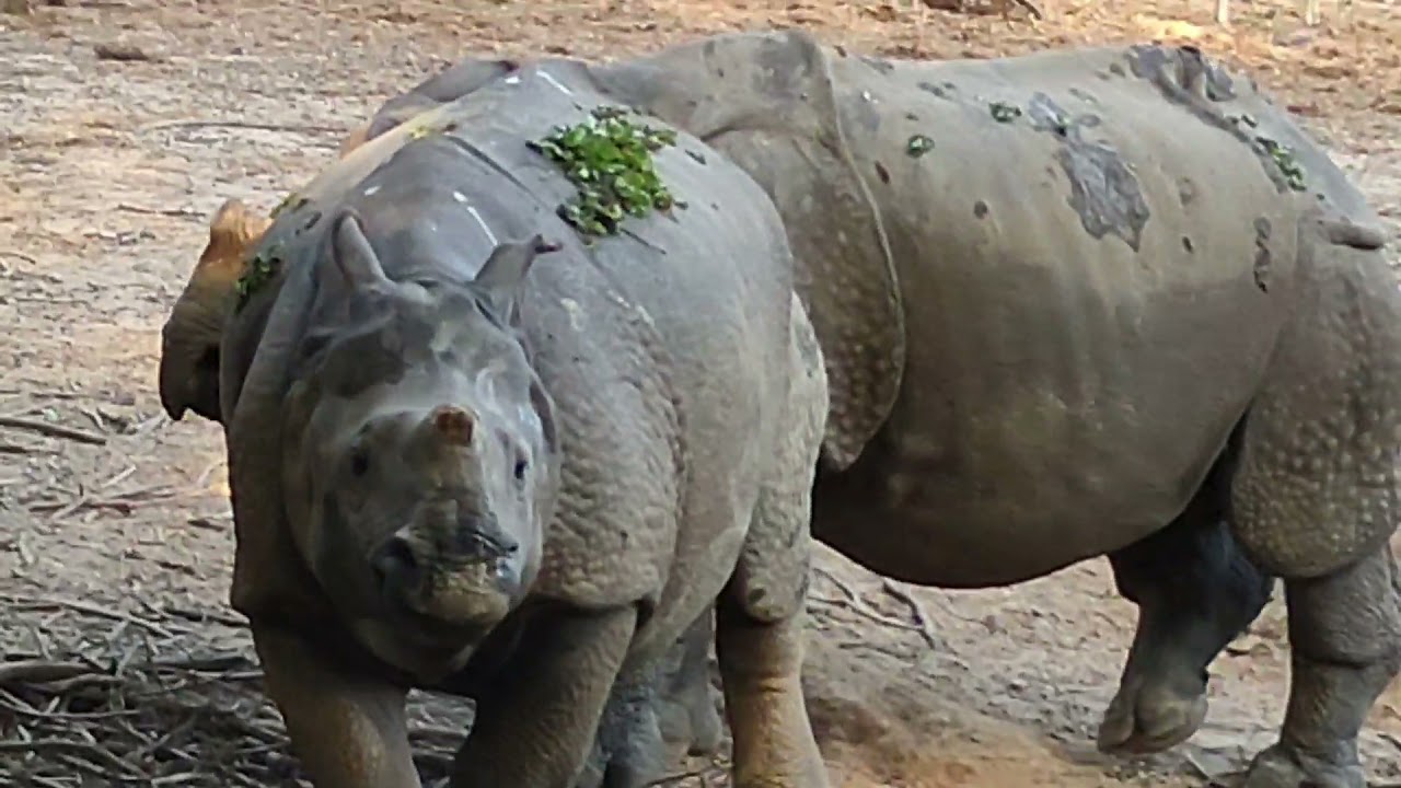 Assam famous for one horn rhinoceros | one horn kaziranga rhinocero ...