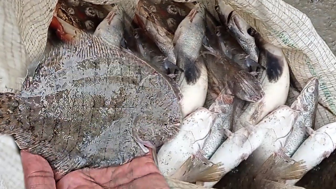 PESCARIA DE REDE POITADA DEU BASTANTE URIACICA - YouTube