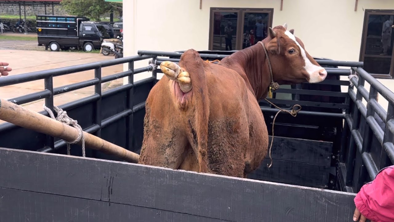 SAPI UNIK MELAHIRKAN TURUN DARI TRUK ‼️🔥🔥🔥 - YouTube