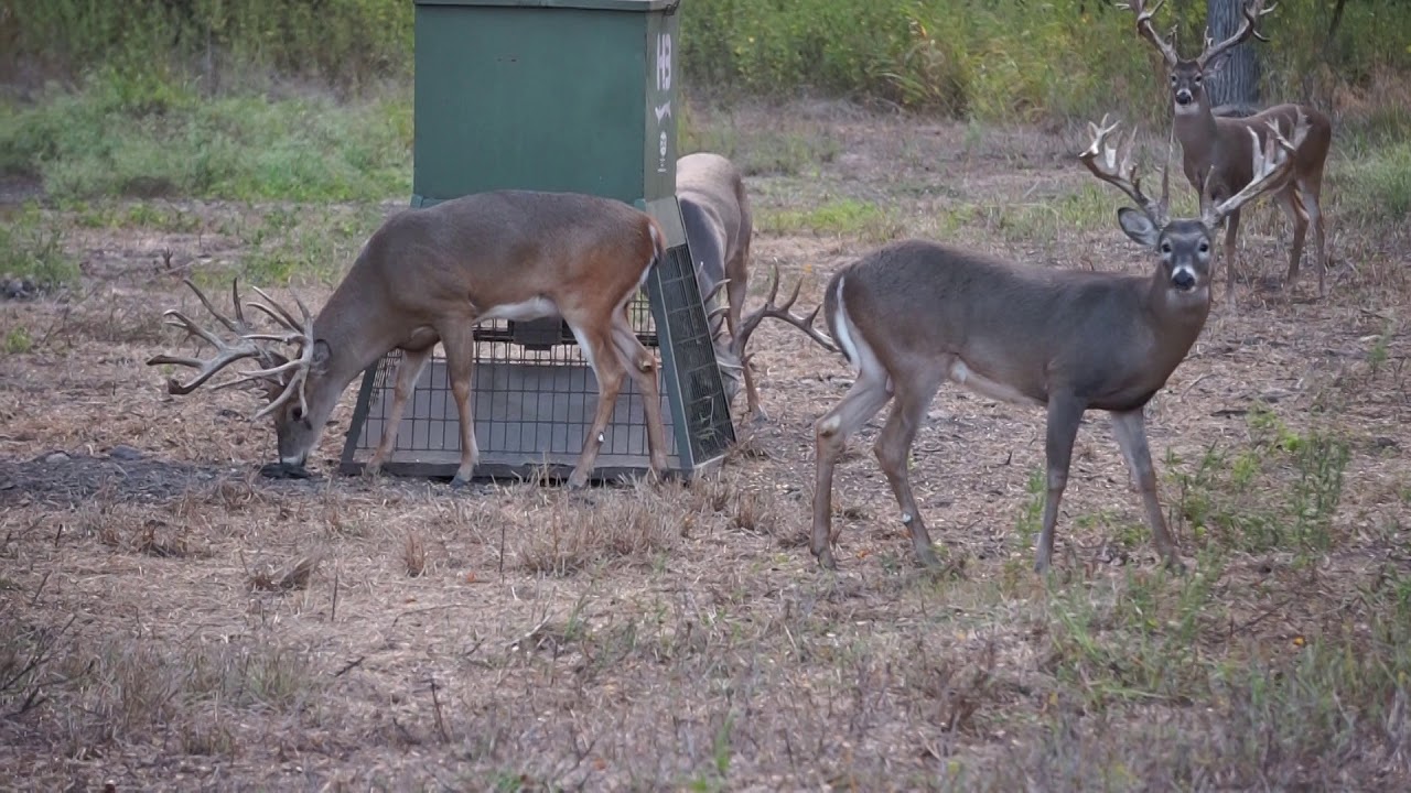 Huge double drop tine buck with other monster bucks / Austin Trophy ...