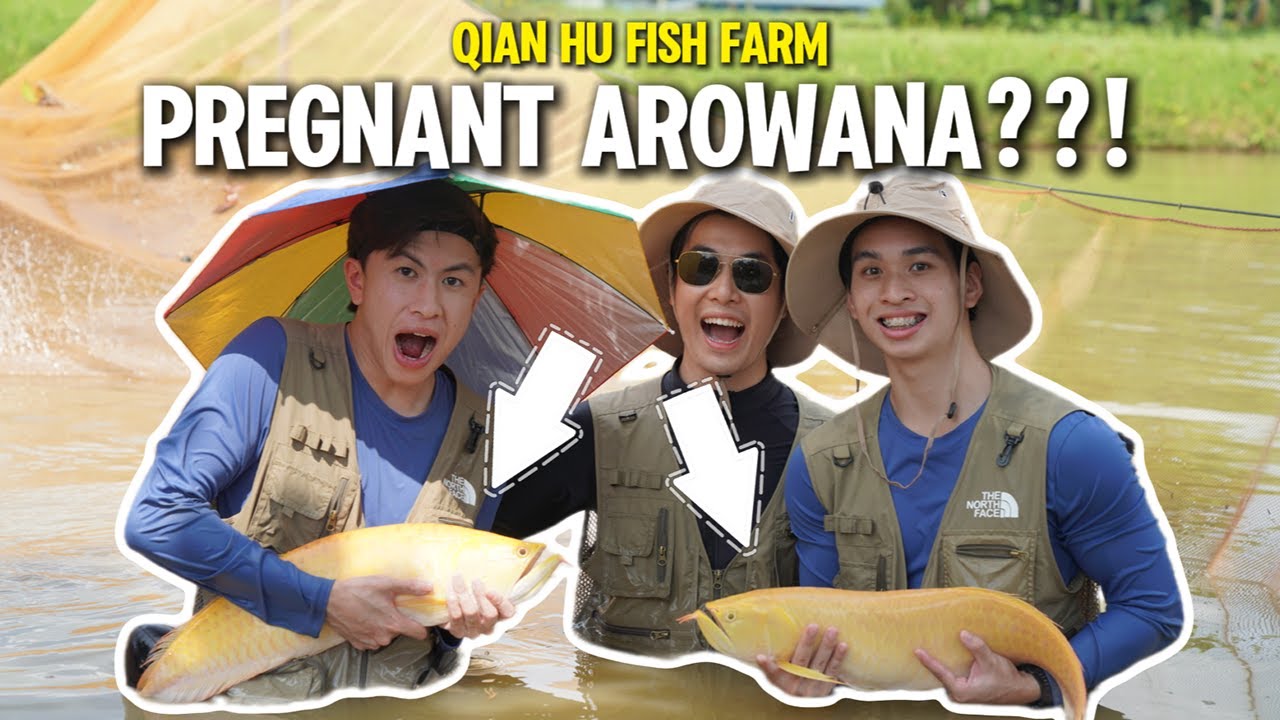 AROWANA HARVESTING IN QIAN HU FISH FARM! - YouTube