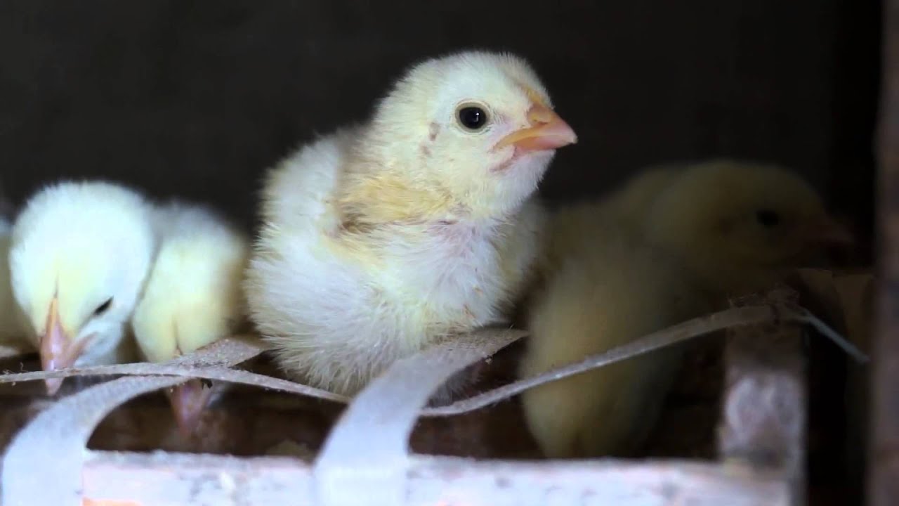 PIO PIO - Little chicken - Pollitos - YouTube