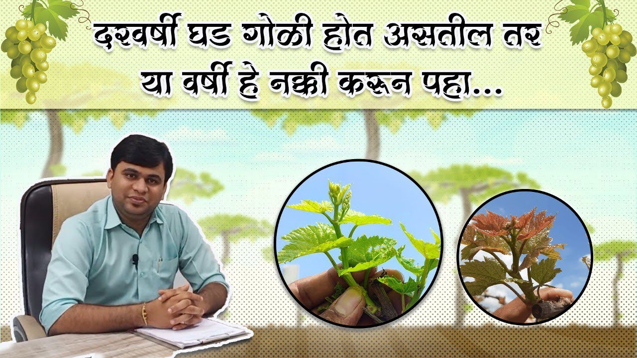 Draksh ghad jirne |गोळी घड समस्या.| #Grapes #Clumbing #Dhirajpatil ...