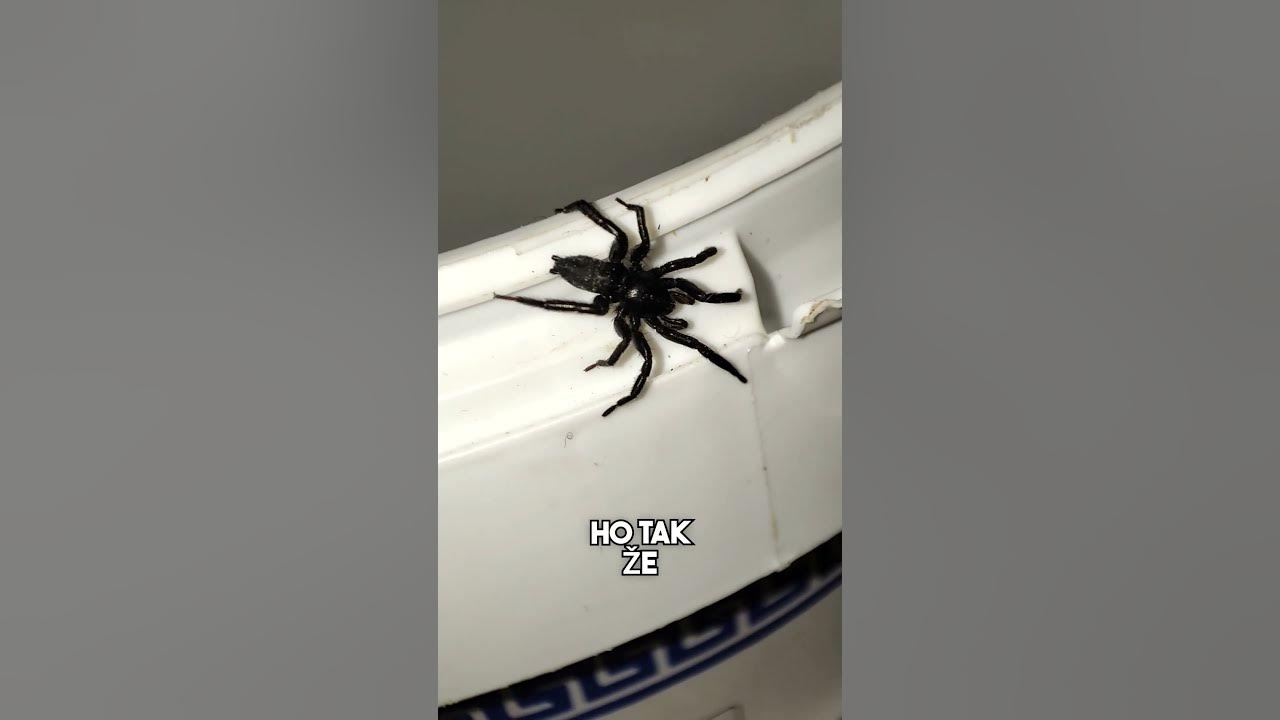 NEČEKANÝ NÁVŠTĚVNÍK #fyp#pavouk#pavouci#chov#chovatel#teraristika#zvire#cz#czech#sokolik - YouTube