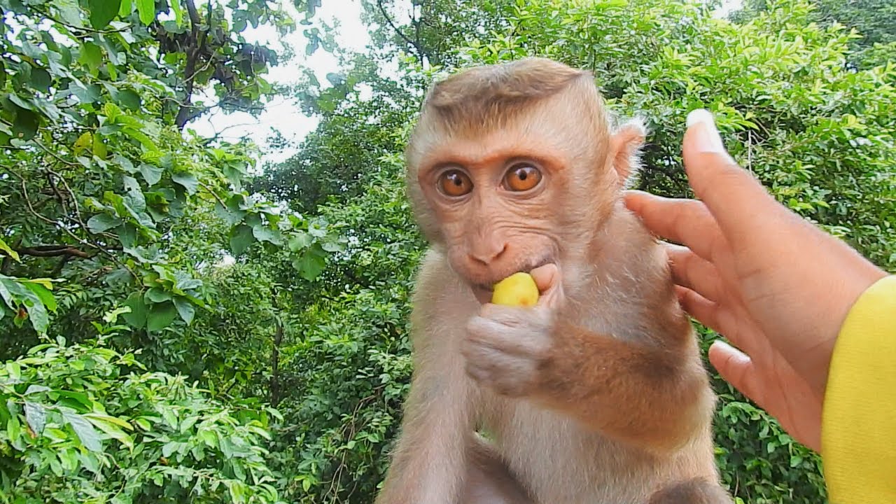 Rockstar monkey really love the most attention and care - YouTube