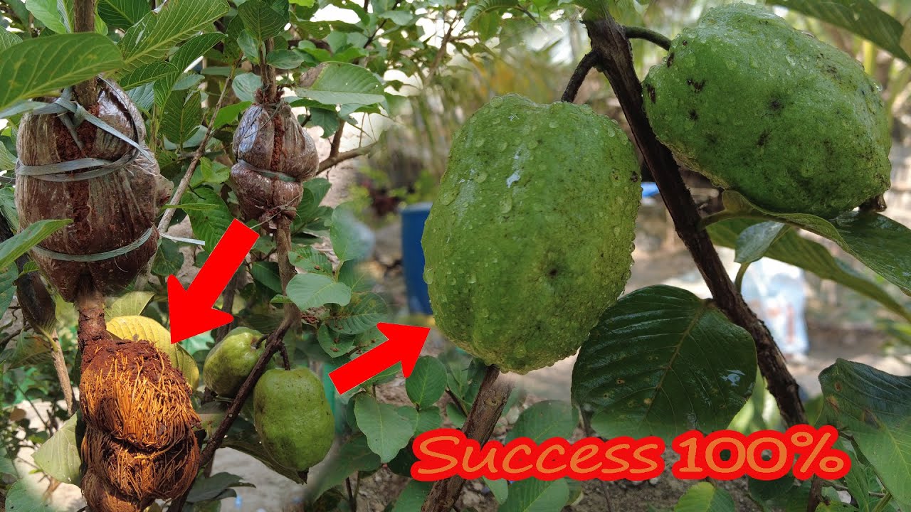 How to Grow Guava tree | Easily and Quickly. - YouTube