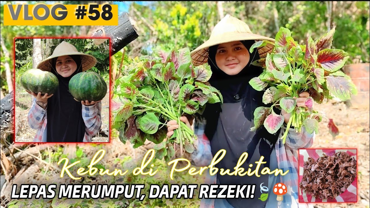 VLOG #58: RYZA TUAI HASIL SAYUR SEGAR DARI KEBUN BUKIT 🌱🍄‍🟫 - YouTube