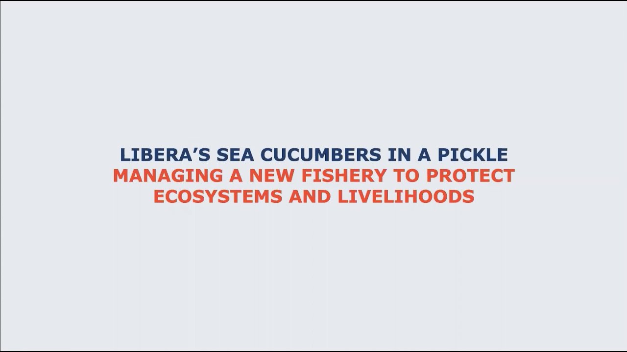 Tom Collinson-The Sea Cucumber Project Liberia: Building Thriving ...