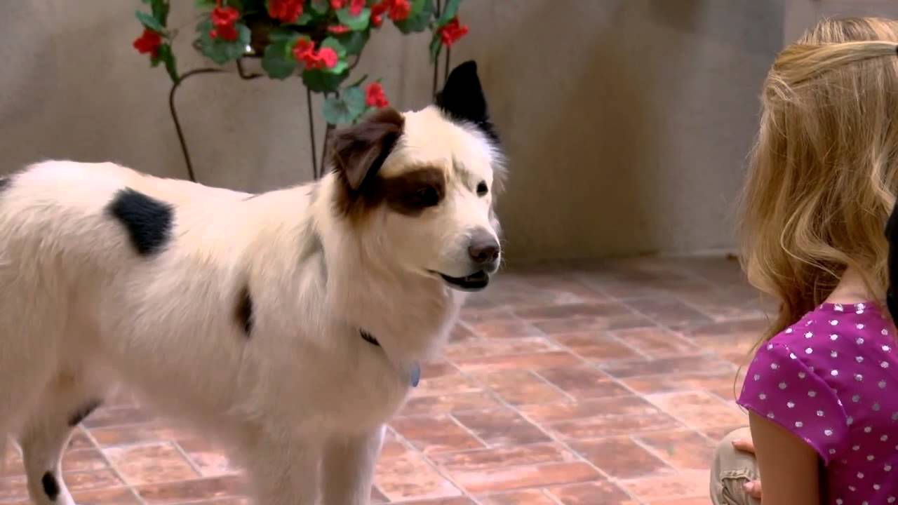 Dog With A Blog - Stan The Outside Dog - YouTube