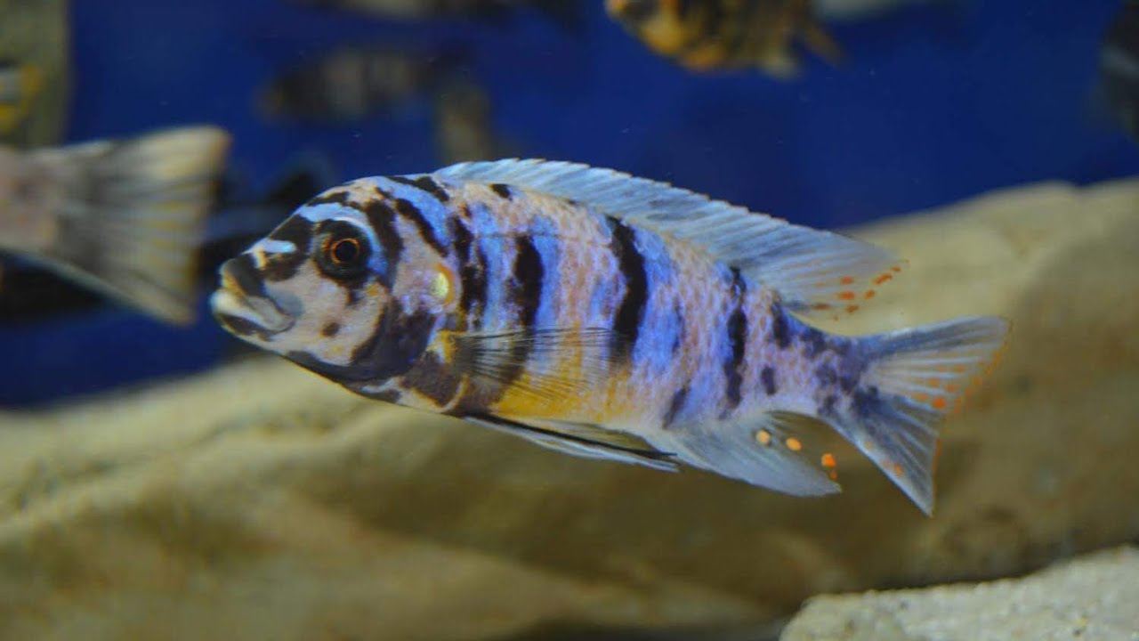 Metriaclima zebra "Gome" f1 - YouTube