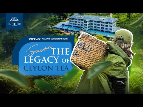 Discover the Hidden Story of Ceylon Tea