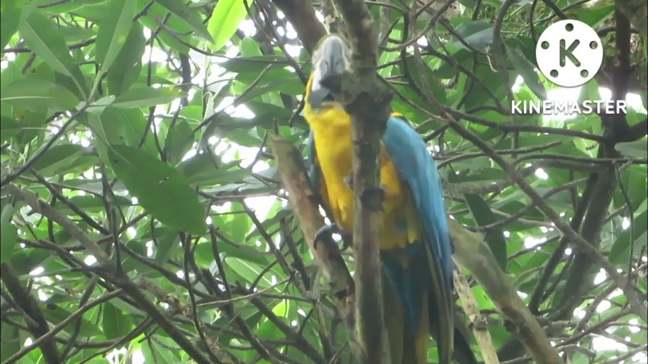 rescued macaw explores the forest and discovers it - YouTube