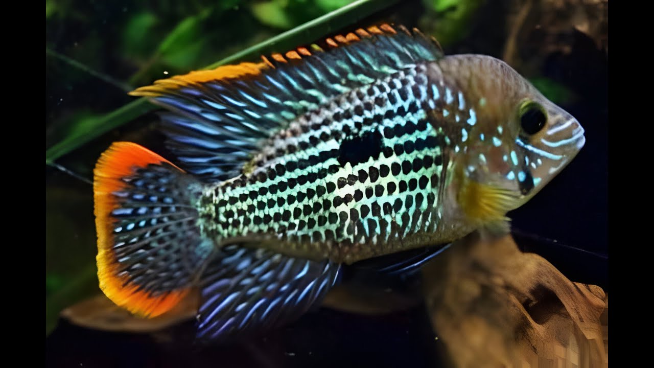 Green Terror Fish - YouTube