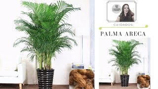 PALMA ARECA Y SUS CUIDADOS..!! | Doovi