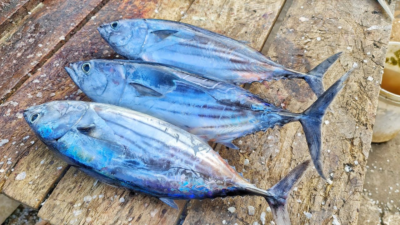 Skipjack Tuna Cutting in Sri Lanka | Perfect Tuna Cutting Skill| බලයා ...