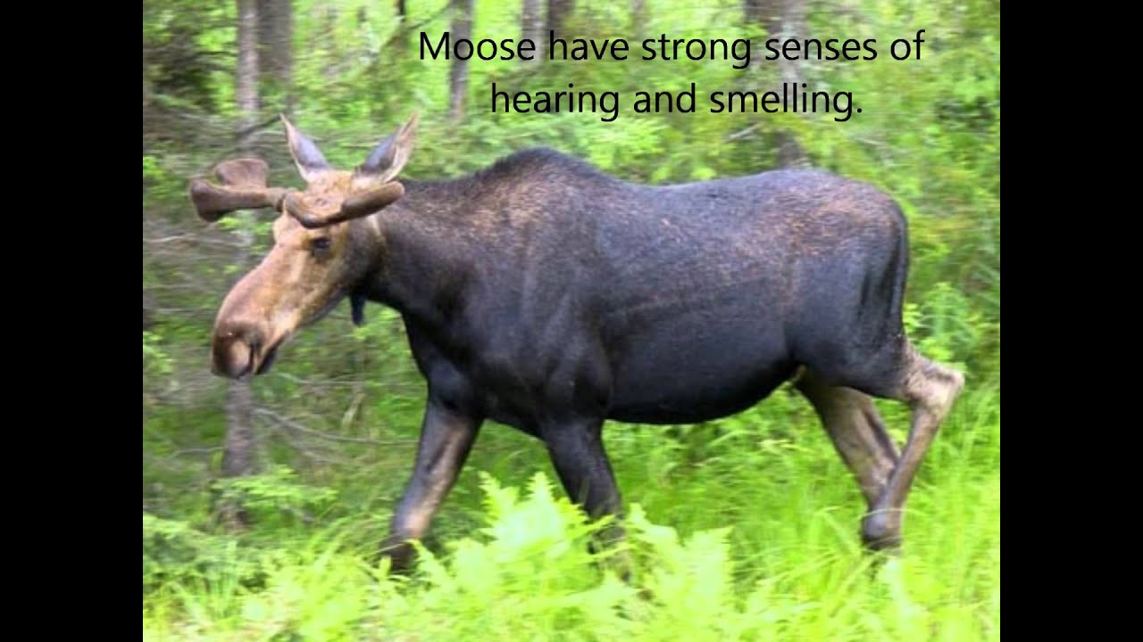 Interesting facts about moose - YouTube
