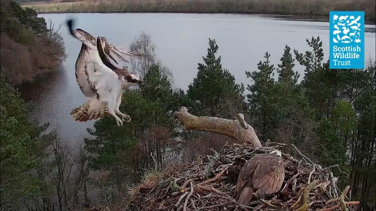 Breeding Osprey LM12 and NC0 Return to Loch of the Lowes - (Loch of the Lowes Osprey Webcam 2023 ...