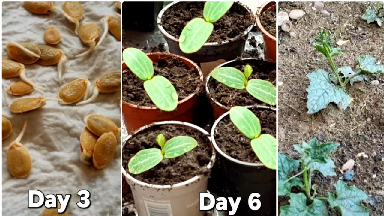 How To Grow Ridge Gourd From Seeds || Ridge Gourd Plant Growing ...