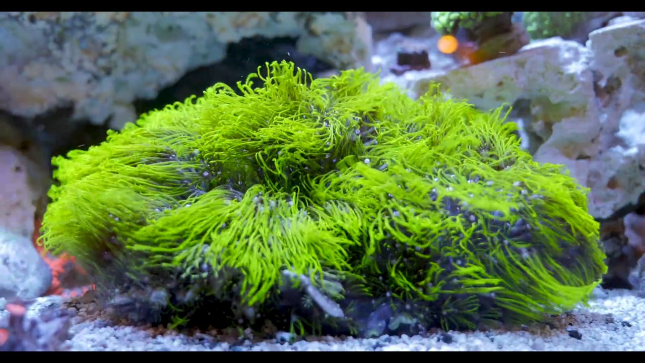 Green Star Polyp Coral in 4k - YouTube