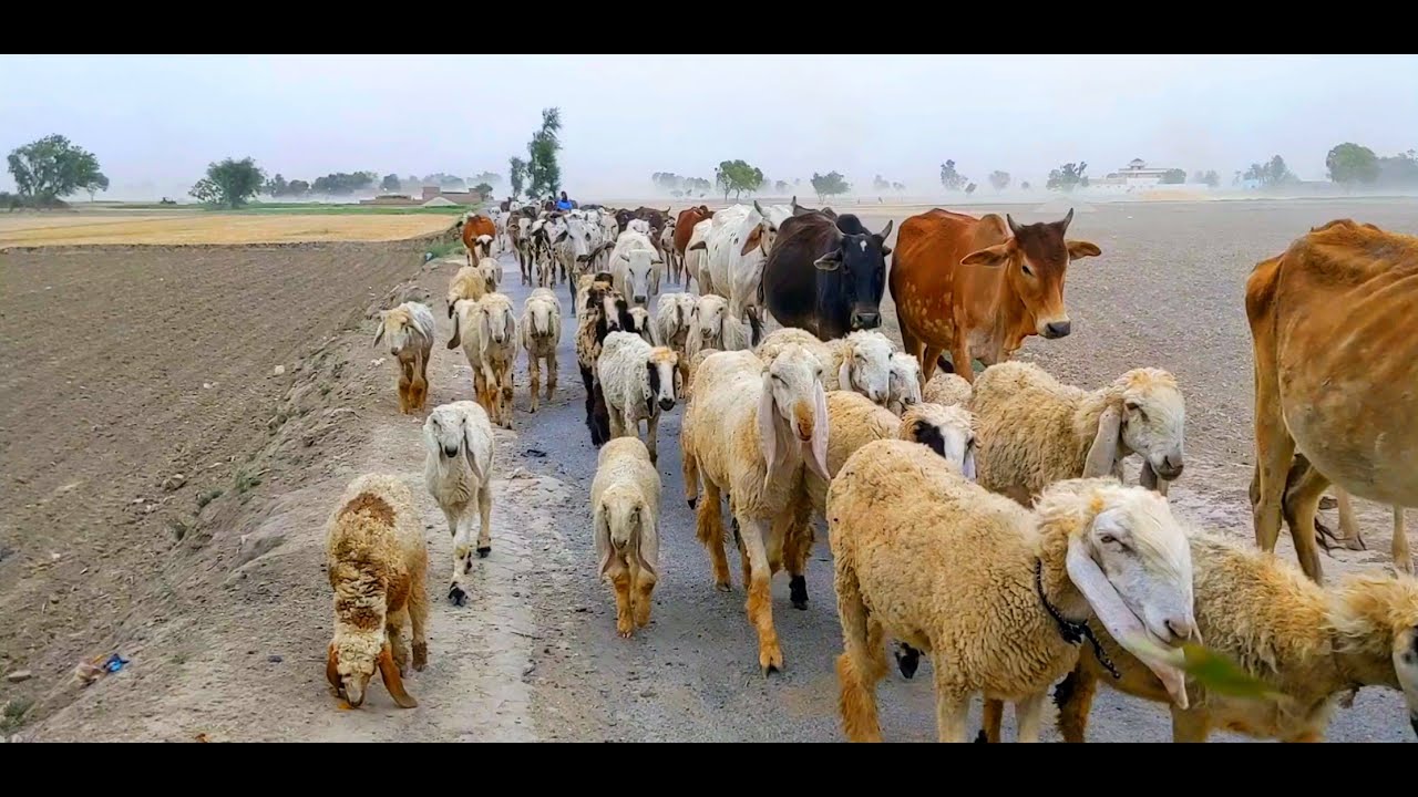 Cholistani Cows | Dairy Farm | Cows Farm | Cattle Farming | Cholistani ...