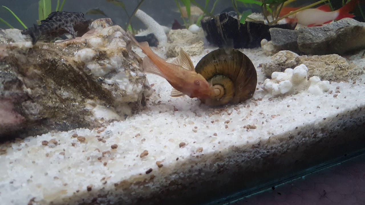 Pleco doing a cleaning job to the snail - YouTube