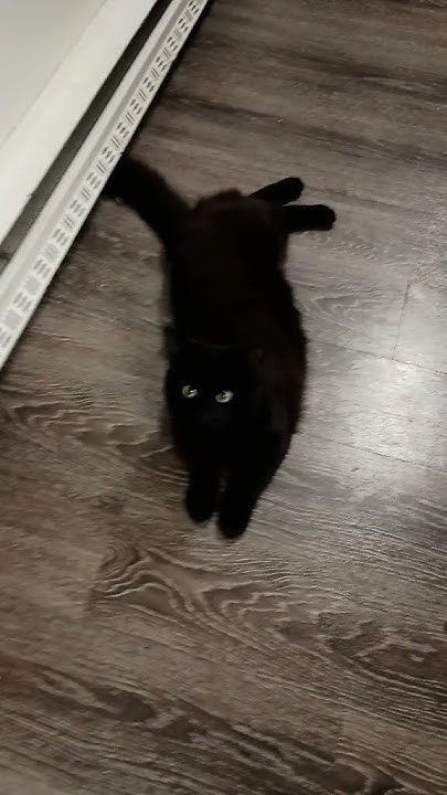 Deja(Vu) the Internet's favorite Kitten Shark #cat #matrix #dejavu #deja #blackcats - YouTube