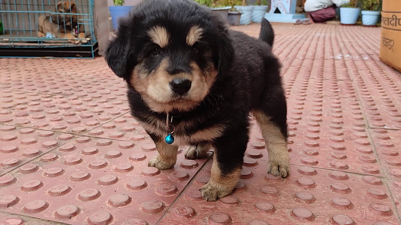 Bhote kukur puppy - YouTube