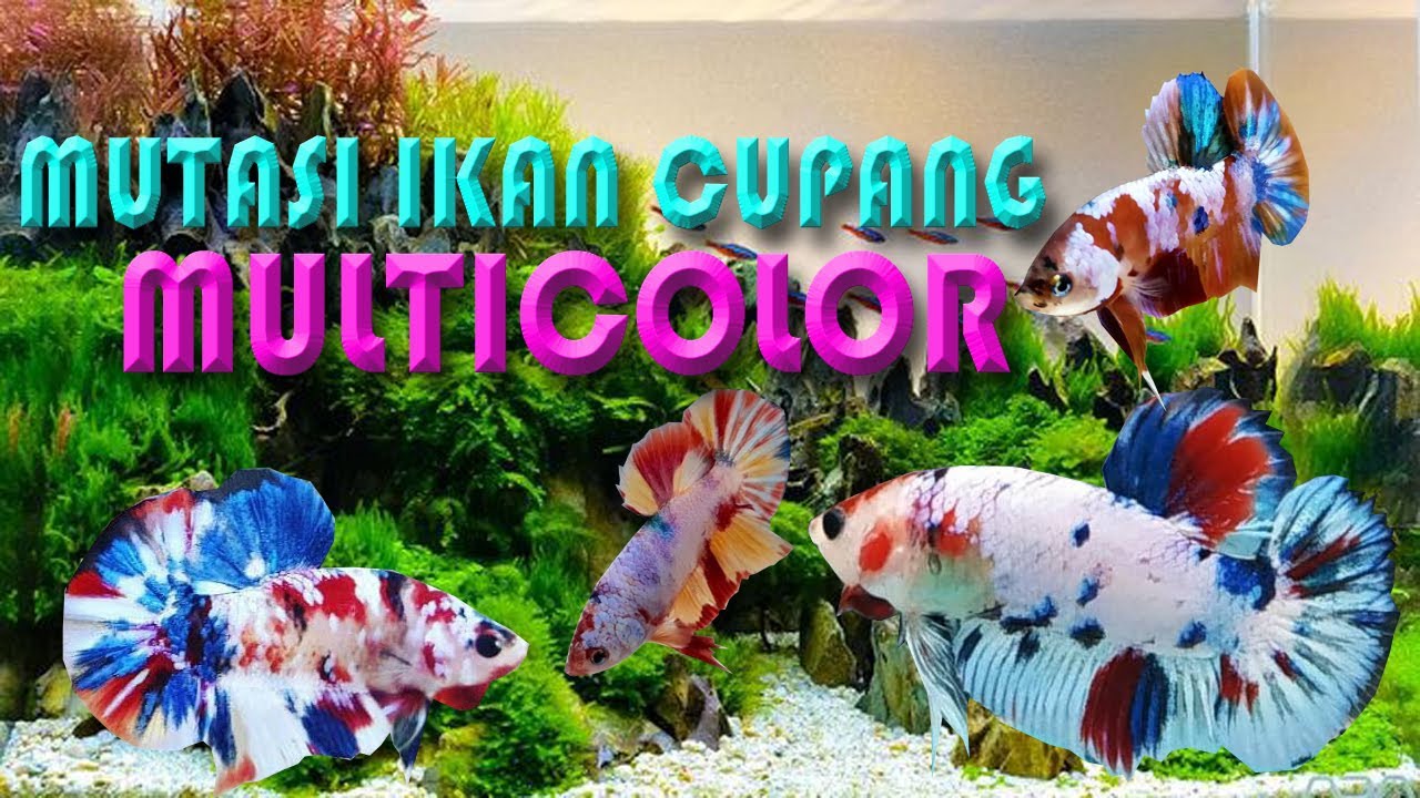 PROSES MUTASI IKAN CUPANG MULTICOLOR TERCANTIK - YouTube