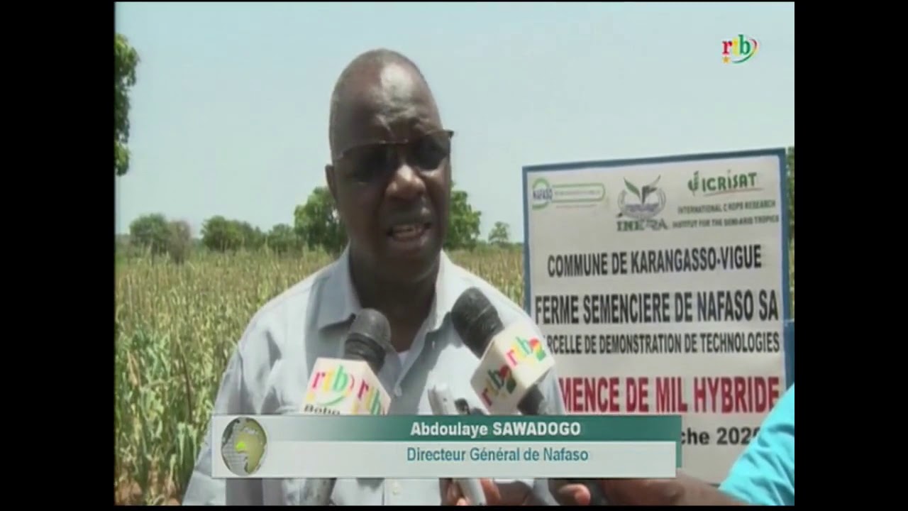 rtb/Recherche agronomique: semence de mil hybride à Karangasso Vigué ...