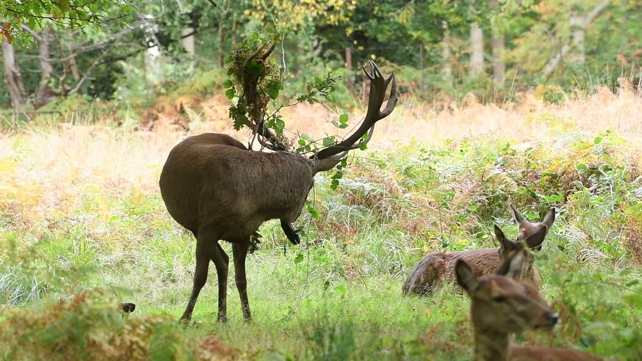 Red Deer Stag Roaring at Richmond Park on 3rd October 2017 - YouTube