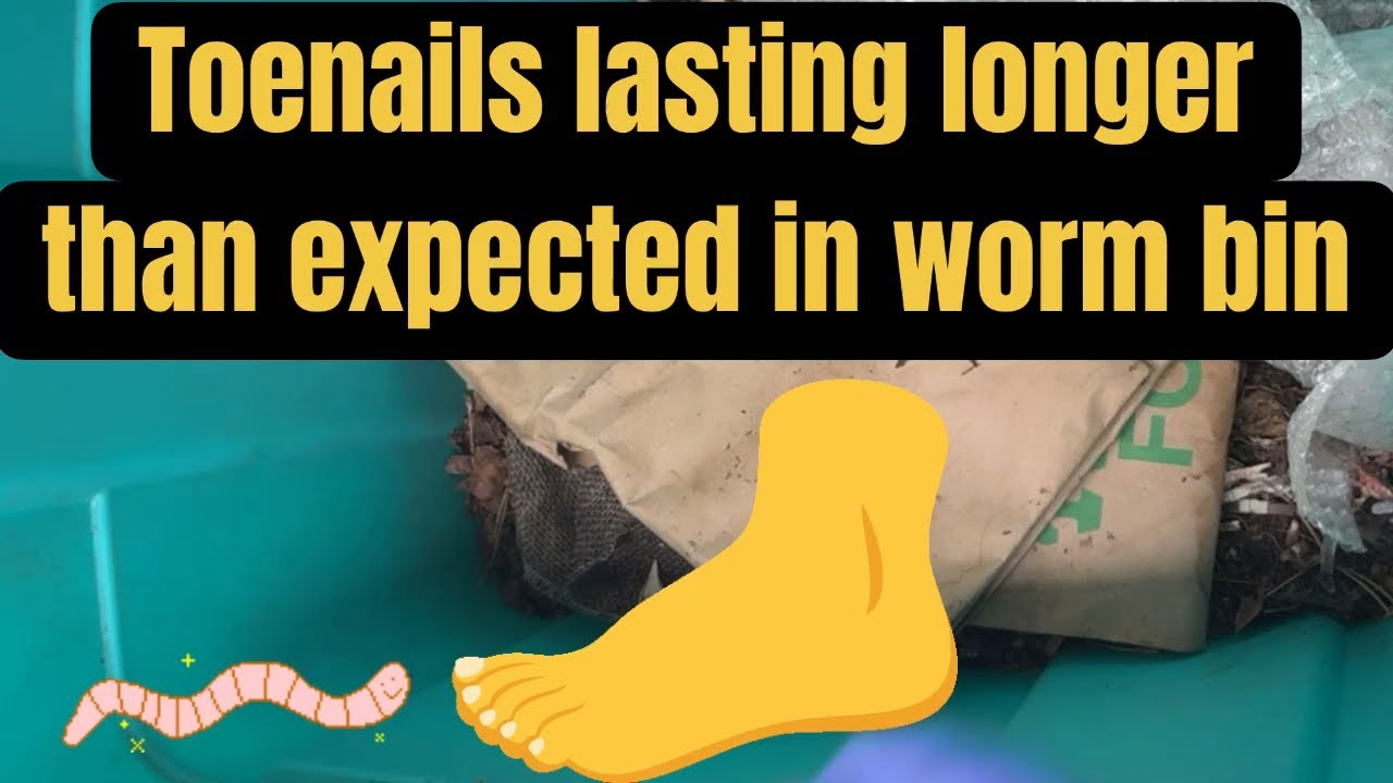 What happened when I put toenails in a worm bin, plus feeding before ...