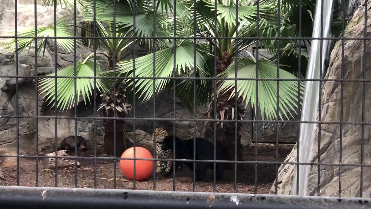 Black panther playing with a ball - YouTube