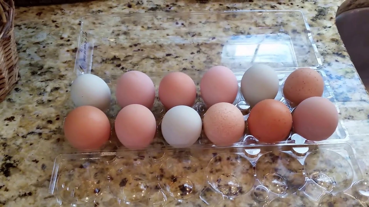 Gathering Chicken Eggs and How To Store Them - YouTube