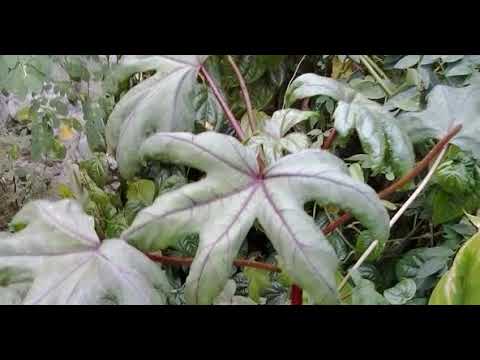 Menakjubkan!! Inilah Manfaat Daun Gedi Merah Luar Biasa Untuk Kesehatan ...