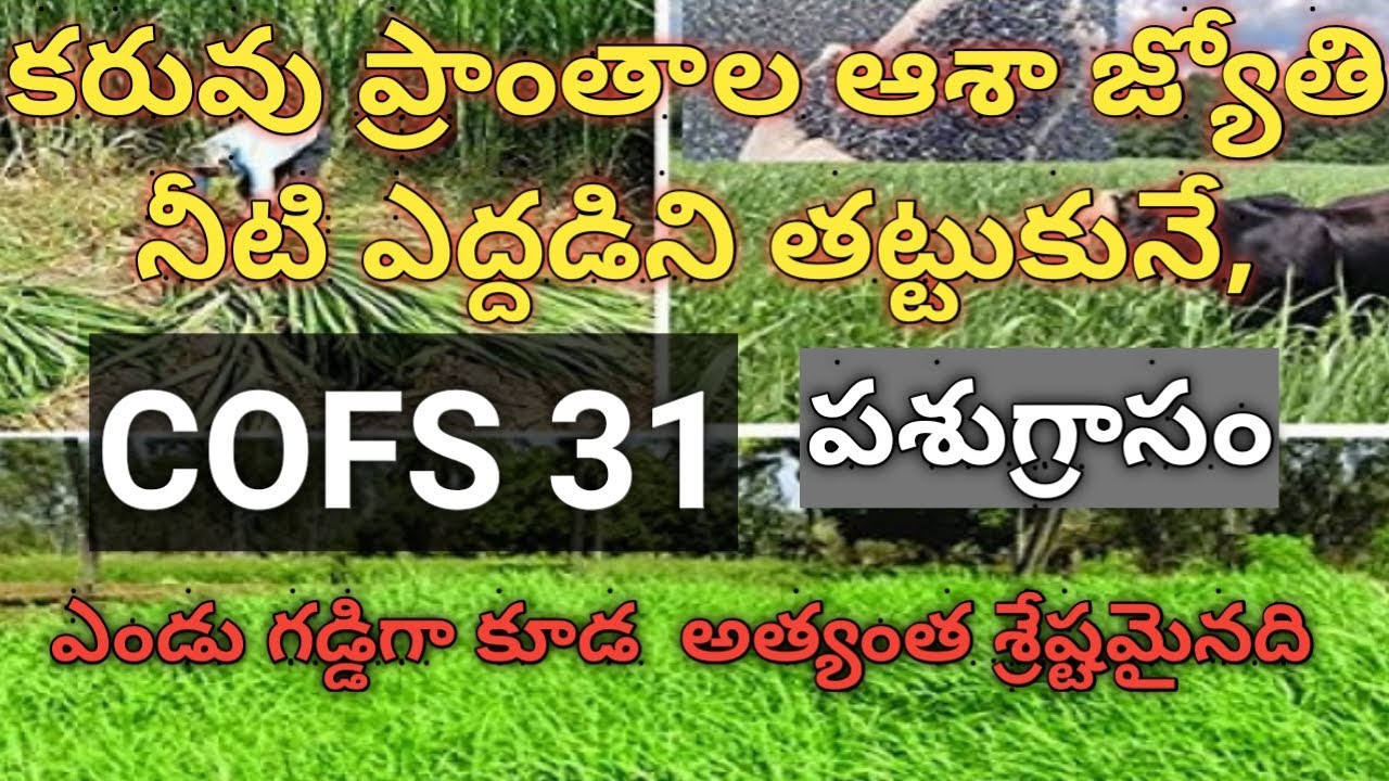 COFS 31 Multi Cut Fodder Grass for Cow, Buffalo, Goat, Sheep| కరువు ...