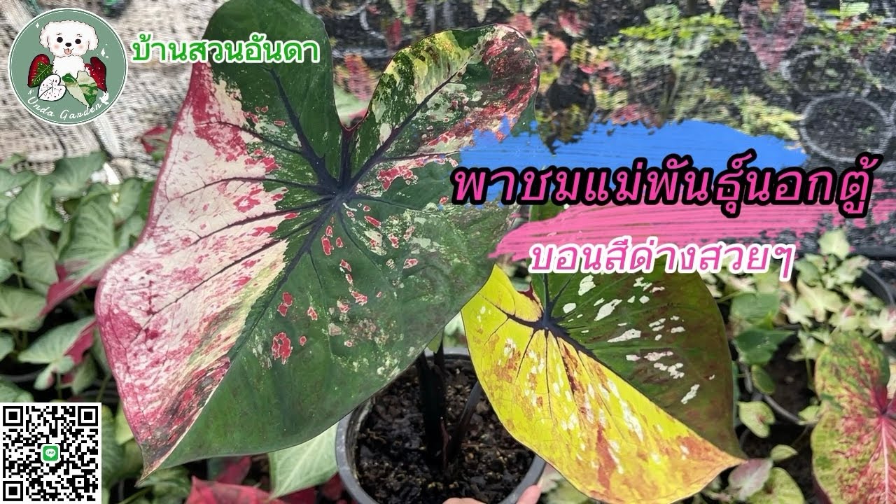 พาชมแม่พันธุ์บอนสี ไม้ด่างสวยเลี้ยงนอกตู้ได้ #caladium #บอนสี #ไม้ด่าง ...