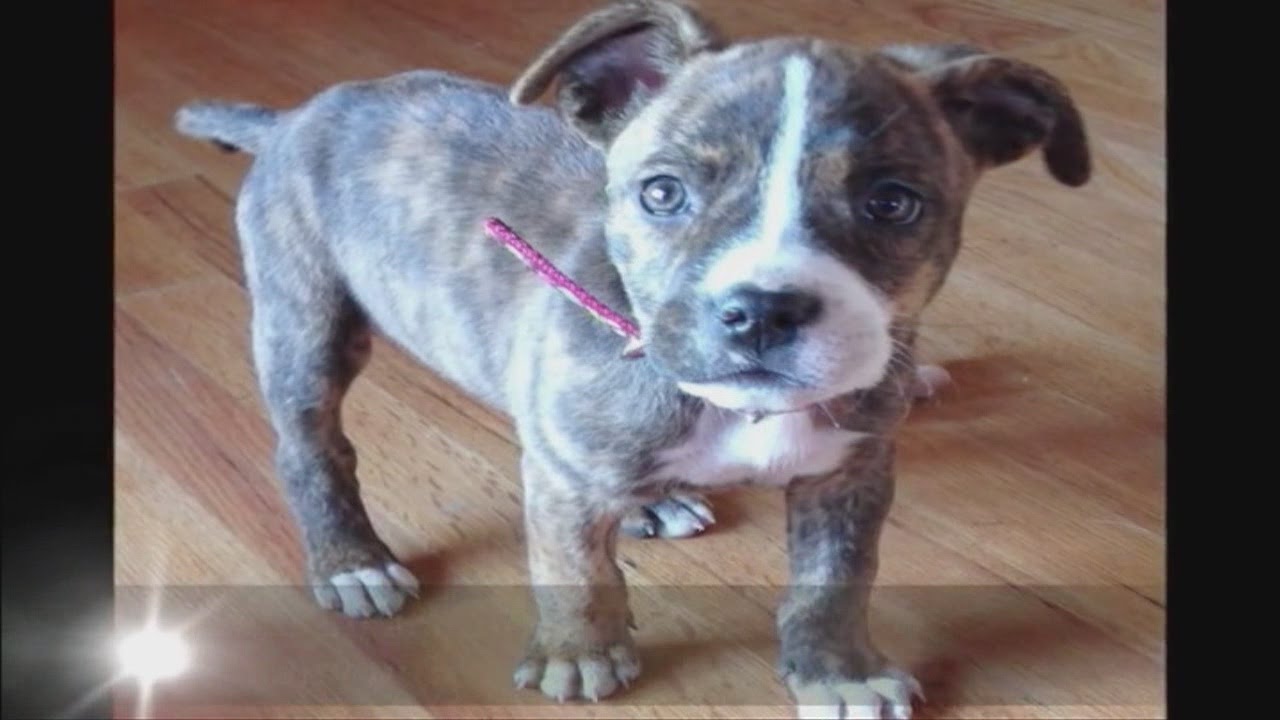 VIDEO: Boxer puppy stolen from Aurora yard - YouTube