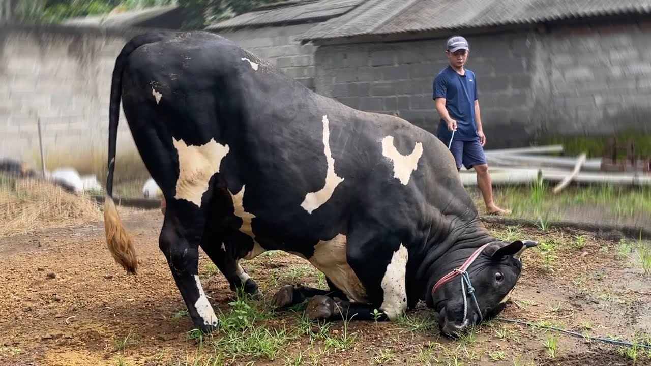 PERTUMBUHANNYA BAIK !! CONDROSIMO HARUS GANTI KALUNG & MINUM JAMU - YouTube