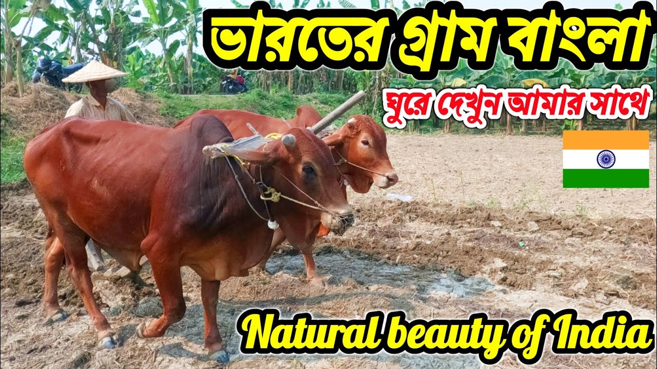 আমার গ্রামের সৌন্দর্য । মাঠ ঘাট । Gram bangla । Village life in india ...