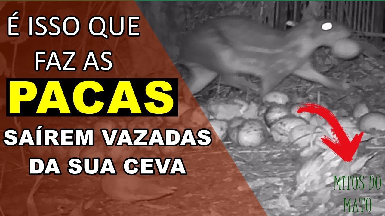 O que Mais Atrapalha Uma Ceva de Paca? Fácil de corrigir! - YouTube